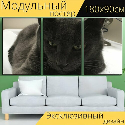 Модульный постер "Кошка, русская голубая, кошачий взгляд" 180 x 90 см. для интерьера