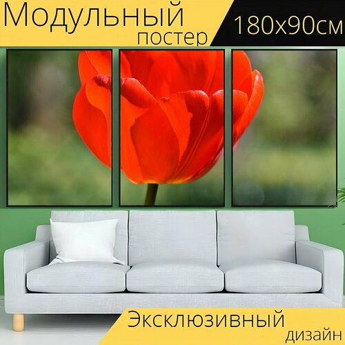 Модульный постер "Тюльпаны, поле тюльпанов, цветок тюльпана" 180 x 90 см. для интерьера
