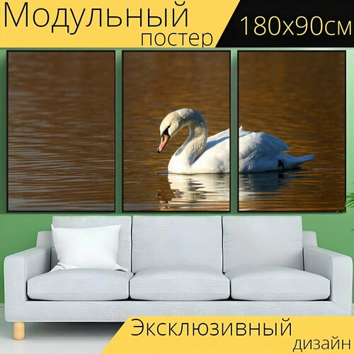 Модульный постер "Лебедь, птица, отражение" 180 x 90 см. для интерьера