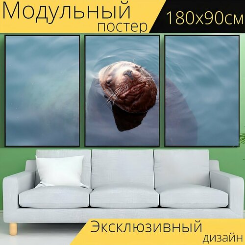 Модульный постер "Сивуч, морское животное, зверь" 180 x 90 см. для интерьера