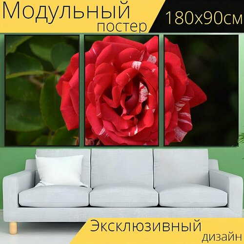 Модульный постер "Роза, красная, разноцветные" 180 x 90 см. для интерьера