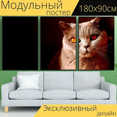 Модульный постер "Кот, красивая, домашнее животное" 180 x 90 см. для интерьера
