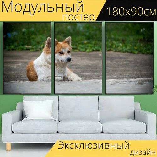 Модульный постер "Собака, животное, собачий" 180 x 90 см. для интерьера