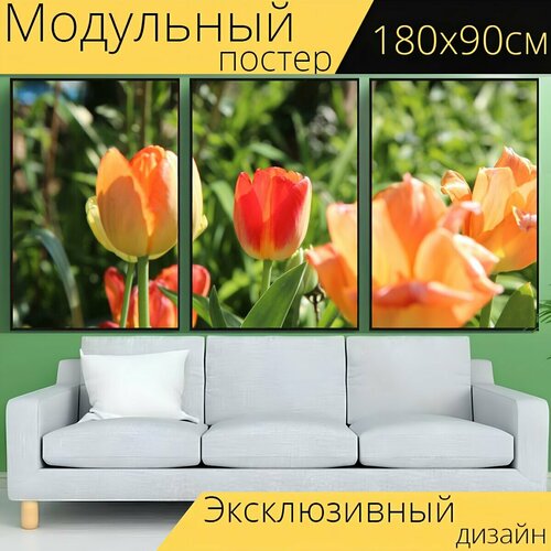 Модульный постер "Тюльпан, тюльпаны, тюльпаны оранжевый" 180 x 90 см. для интерьера