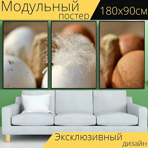Модульный постер "Яйца, куриное яйцо, биография" 180 x 90 см. для интерьера