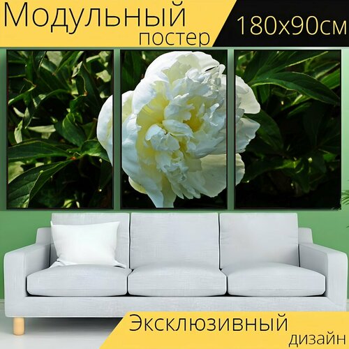 Модульный постер "Пион, цветок, белый" 180 x 90 см. для интерьера
