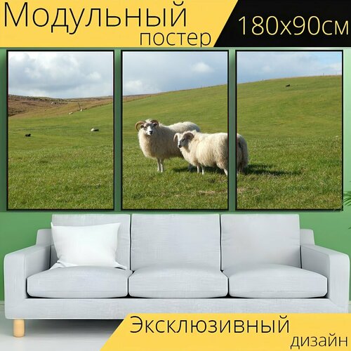 Модульный постер "Овец, исландия, шерсть" 180 x 90 см. для интерьера