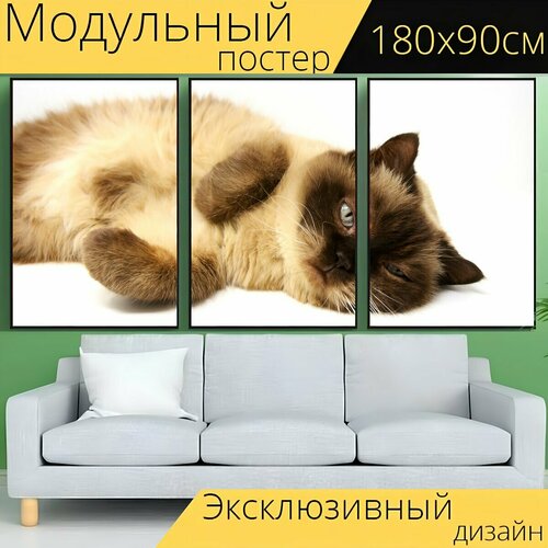 Модульный постер "Британская короткошерстная кошка, кот, домашнее животное" 180 x 90 см. для интерьера