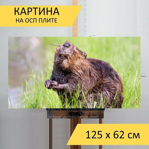 Картина на ОСП 125х62 см. "Бобр, пруд, дикая природа" горизонтальная, для интерьера, с креплениями