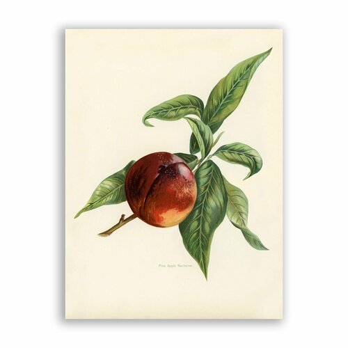Картина на холсте, репродукция / Гравюры фруктов - персик / Размер 60 x 80 см