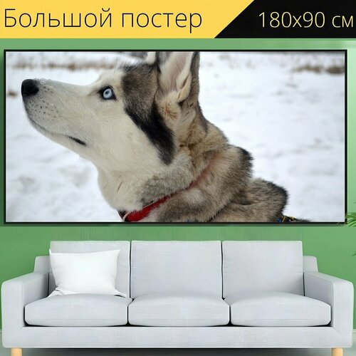Большой постер "Собака, сибирский, хаски" 180 x 90 см. для интерьера