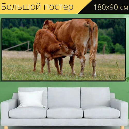 Большой постер "Корова, телец, питьевая" 180 x 90 см. для интерьера