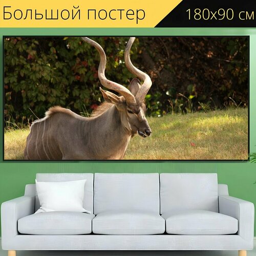 Большой постер "Африка, рог, куду" 180 x 90 см. для интерьера