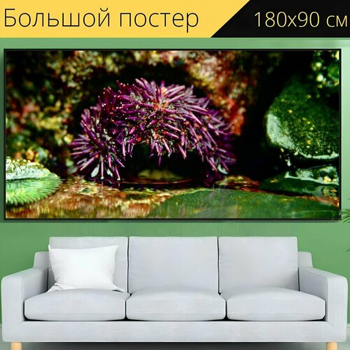 Большой постер "Еж, морской ёж, гурман" 180 x 90 см. для интерьера