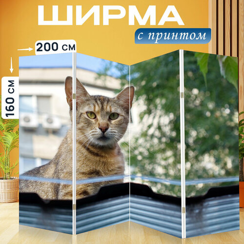 Ширма перегородка с принтом "Кот, животное, кошачий" на холсте - 200x160 см. для зонирования, раскладная