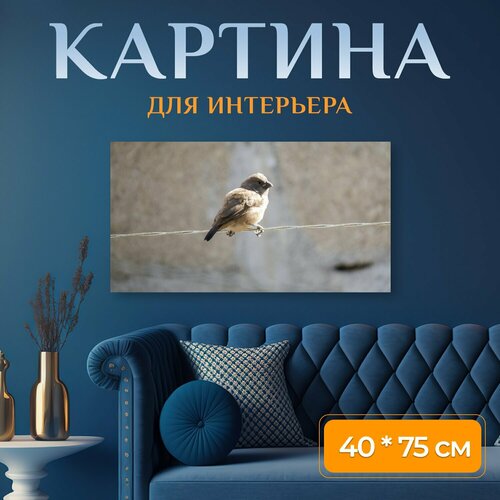 Картина на холсте "Воробей, птица, животное" на подрамнике 75х40 см. для интерьера