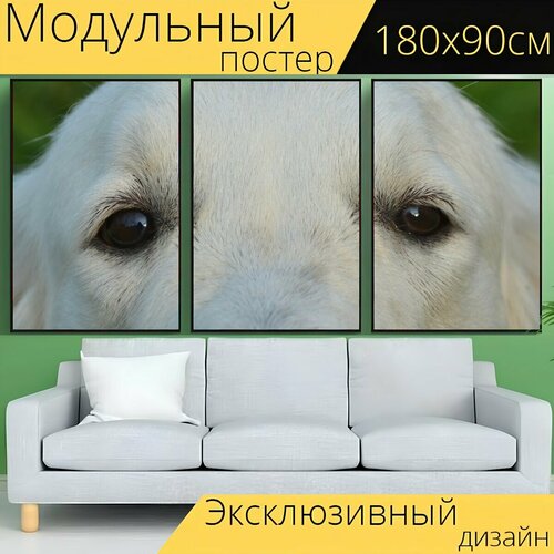Модульный постер "Собака, взгляд собаки, золотистый ретривер" 180 x 90 см. для интерьера