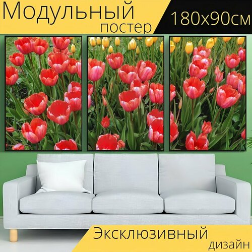 Модульный постер "Тюльпаны, поле, сад" 180 x 90 см. для интерьера