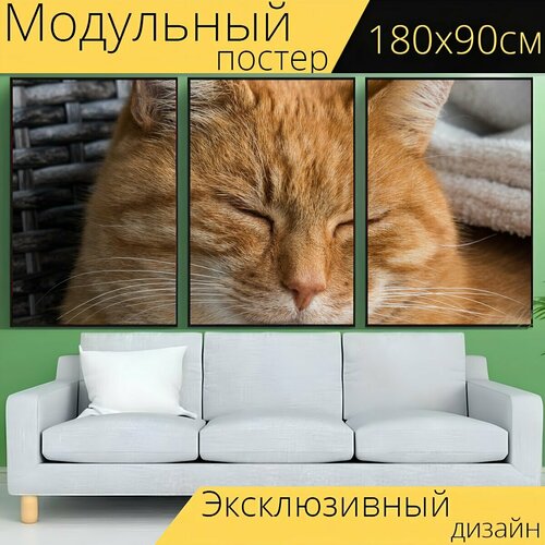 Модульный постер "Кот, домашняя кошка, млекопитающее" 180 x 90 см. для интерьера