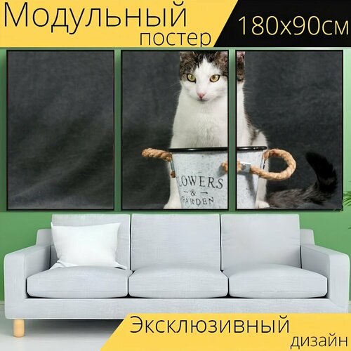 Модульный постер "Животное, домашнее животное, кот" 180 x 90 см. для интерьера