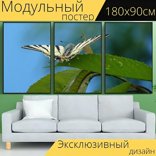 Модульный постер "Бабочка, ласточкин хвост, насекомые" 180 x 90 см. для интерьера