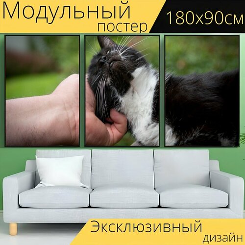 Модульный постер "Кот, рука, обход контента" 180 x 90 см. для интерьера