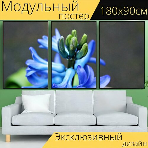 Модульный постер "Гиацинт, весна, луковичное растение" 180 x 90 см. для интерьера