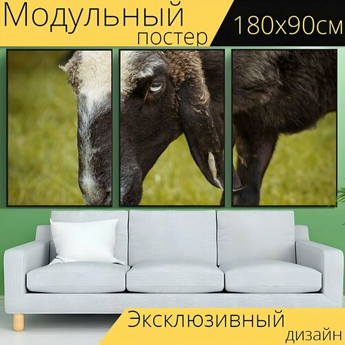 Модульный постер "Овец, животное, крупный рогатый скот" 180 x 90 см. для интерьера