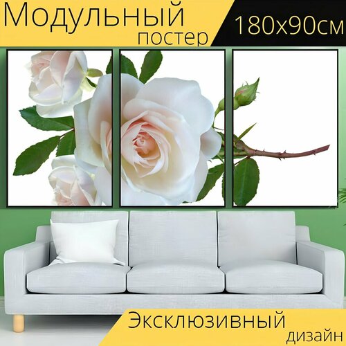 Модульный постер "Цветок, розы, корень" 180 x 90 см. для интерьера