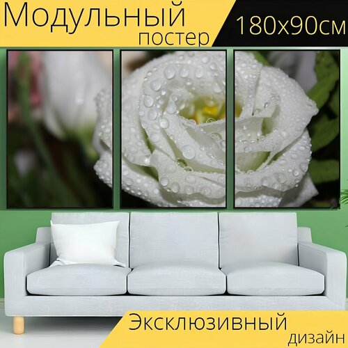 Модульный постер "Роза, белый, цветок" 180 x 90 см. для интерьера