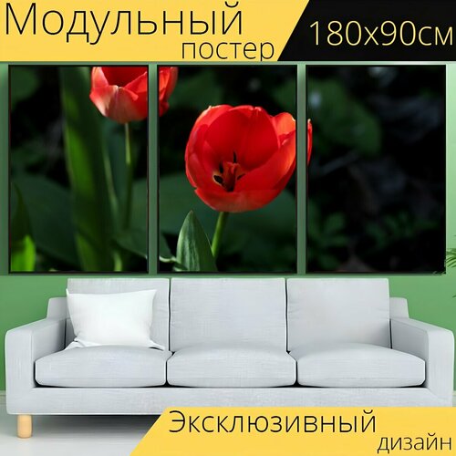 Модульный постер "Тюльпан, красный, весенние цветы" 180 x 90 см. для интерьера