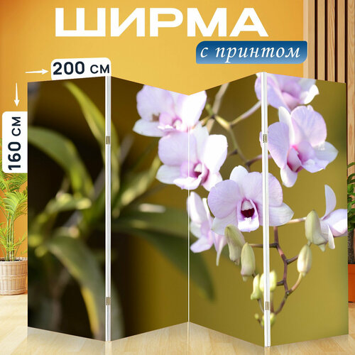 Ширма перегородка с принтом "Орхидея, весна, цветы" на холсте - 200x160 см. для зонирования, раскладная