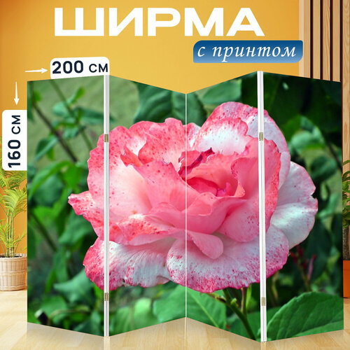 Ширма перегородка с принтом "Роуз, цветок, салон красоты" на холсте - 200x160 см. для зонирования, раскладная