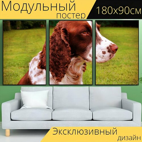 Модульный постер "Собака, спаниель, домашний питомец" 180 x 90 см. для интерьера
