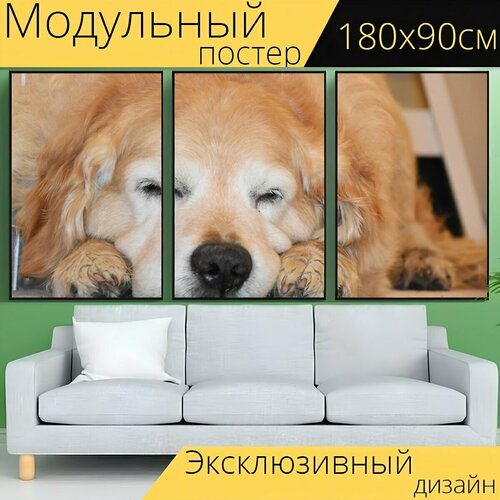 Модульный постер "Спящая собака, золотистый ретривер, собака" 180 x 90 см. для интерьера
