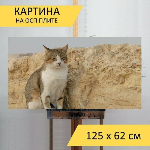 Картина на ОСП 125х62 см. "Бродячая кошка, израиль, эйлат" горизонтальная, для интерьера, с креплениями