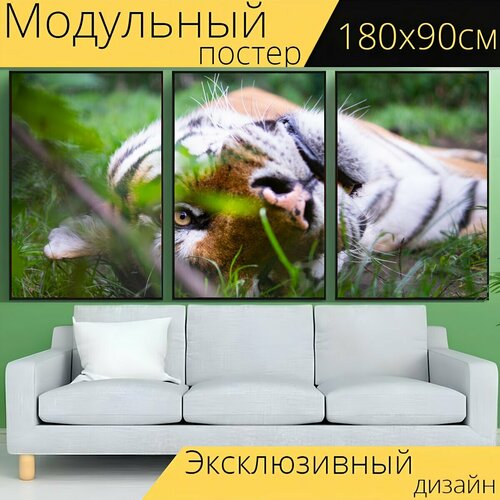 Модульный постер "Тигр, королевский тигр, кот" 180 x 90 см. для интерьера