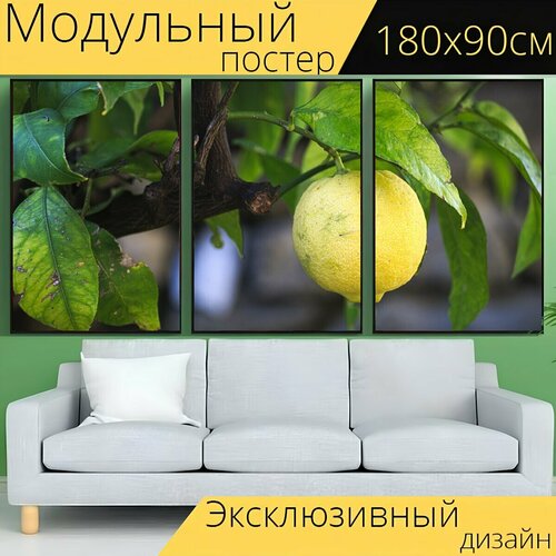 Модульный постер "Лимон, завод, зеленый" 180 x 90 см. для интерьера