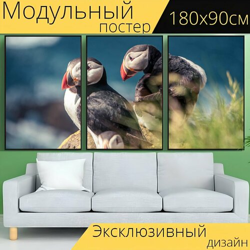 Модульный постер "Птицы, тупики, арктический" 180 x 90 см. для интерьера