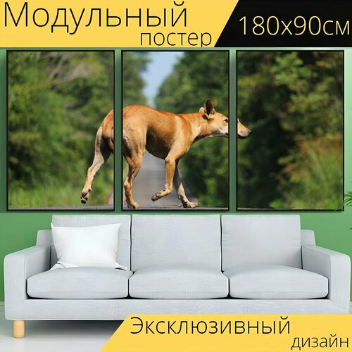 Модульный постер "Собака, животное, дорога" 180 x 90 см. для интерьера