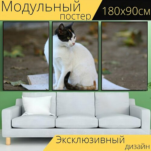 Модульный постер "Кот, белый, кошачий" 180 x 90 см. для интерьера