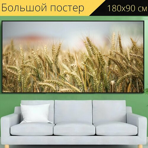 Большой постер "Пшеница, ячмень, сельское хозяйство" 180 x 90 см. для интерьера