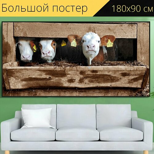 Большой постер "Представитель класса, корова, коровы" 180 x 90 см. для интерьера