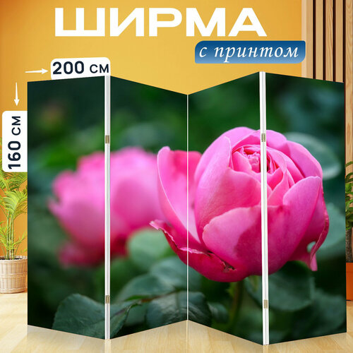 Ширма перегородка с принтом "Бутон, роза, розовый" на холсте - 200x160 см. для зонирования, раскладная