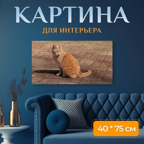 Картина на холсте "Кот, женский, любящий" на подрамнике 75х40 см. для интерьера