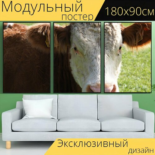 Модульный постер "Корова, говядина, молочный скот" 180 x 90 см. для интерьера