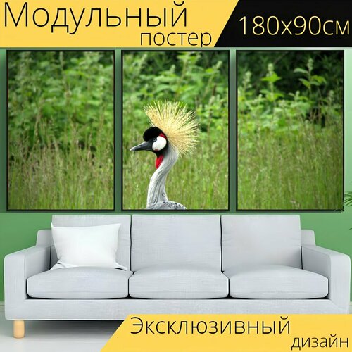 Модульный постер "Венценосный журавль, кран, птица" 180 x 90 см. для интерьера