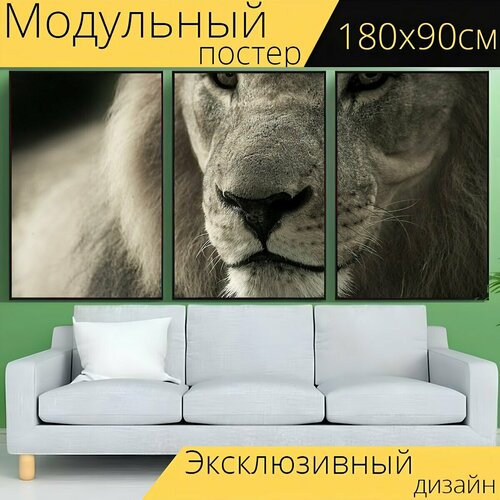 Модульный постер "Лев, король, лицо" 180 x 90 см. для интерьера