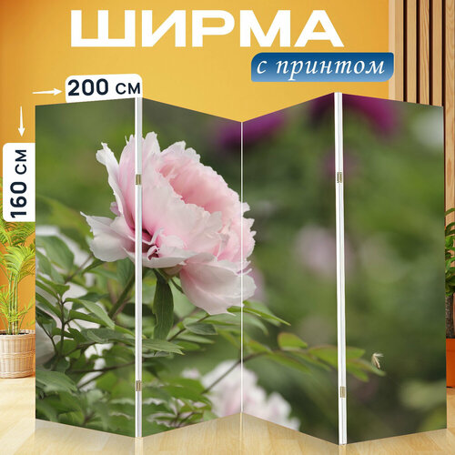 Ширма перегородка с принтом "Пион, цветок, блум" на холсте - 200x160 см. для зонирования, раскладная