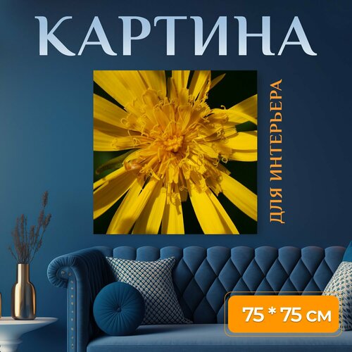 Картина на холсте "Альпийский цветок, цвести, желтый" на подрамнике 75х75 см. для интерьера